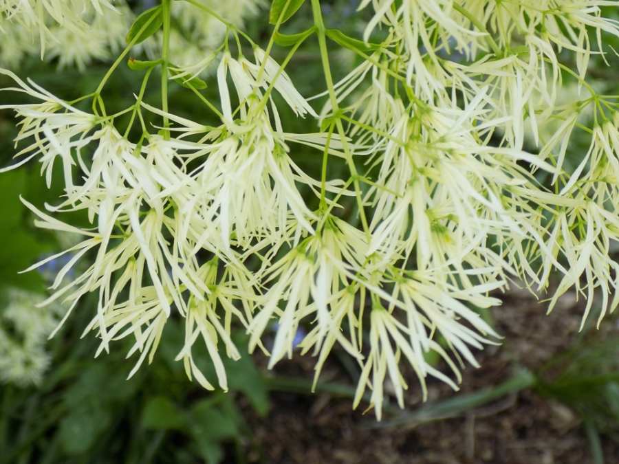 Fringe Tree | MSD
